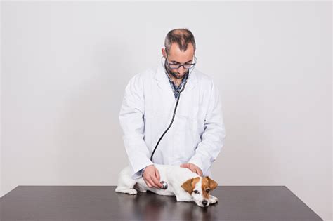 젊은 수의사 남자는 청진기를 사용하여 귀여운 작은 개를 검사 흰색 배경에 고립 실내 가정 생활에 대한 스톡 사진 및 기타 이미지