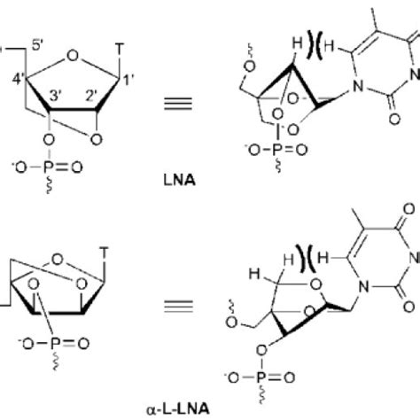 Structure Of Lna T And α L Lna T Monomers Numbering Of Sugar Ring Download Scientific Diagram