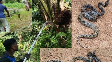মালোশিয়া পাম্প বাগানে ফল কাটার সময় এই শাপটা বের হয়েছে অনেক বড় শাপ