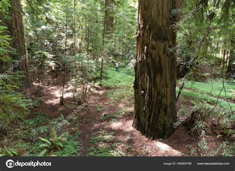 Forest Humboldt County