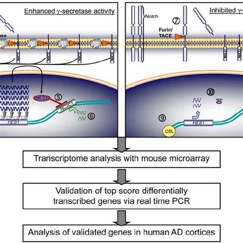 γ Secretase Substrates As Reported For Differential Expression By Download Table