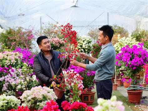 年宵花姹紫嫣红迎新春