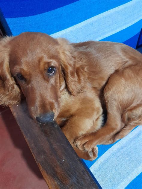 Red Cocker Spaniel Watching Pigeons