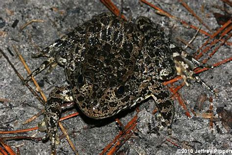Carolina Gopher Frog Rana Capito