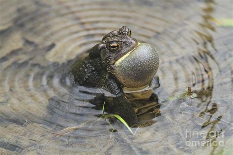 Toad Photograph By Ken Keener Fine Art America