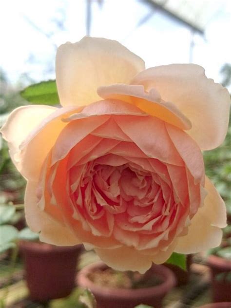 'Masora' Rose » Rose Plants • Teo Joo Guan Horticulture