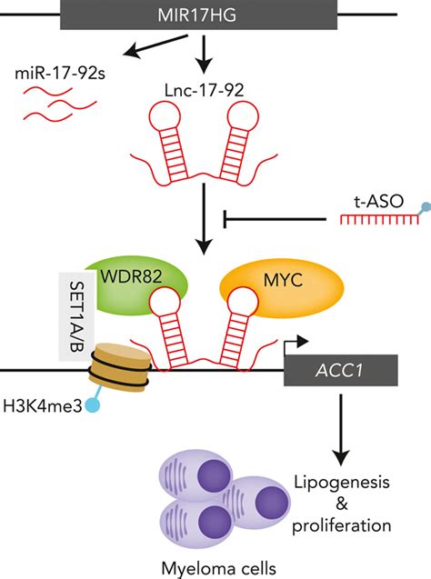 Antisense Inhibitors Of Long Noncoding Rna As Treatment For Multiple