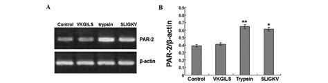 Protease‑activated Receptor 2 Agonist Increases Cell Proliferation And