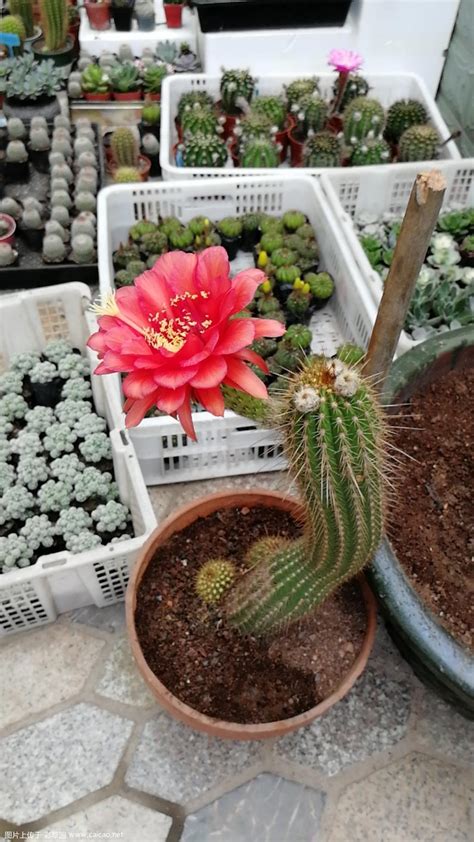 这种毛花柱不知道什么品种 综合交流 彩草园