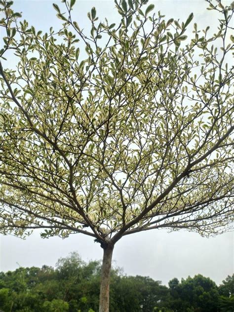 Ketapang Kencana Or Terminalia Mantaly Is A Kind Of Shade Plant In The Form Of A Tree