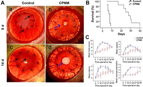Cpnm Prolonged The Corneal Allograft Survival A Clinical Download