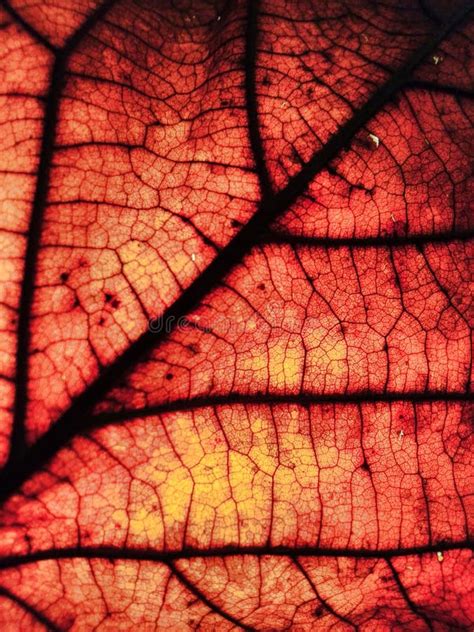 Autum Light Leaf Texture Wallpaper Stock Image Image Of Autum Autumn