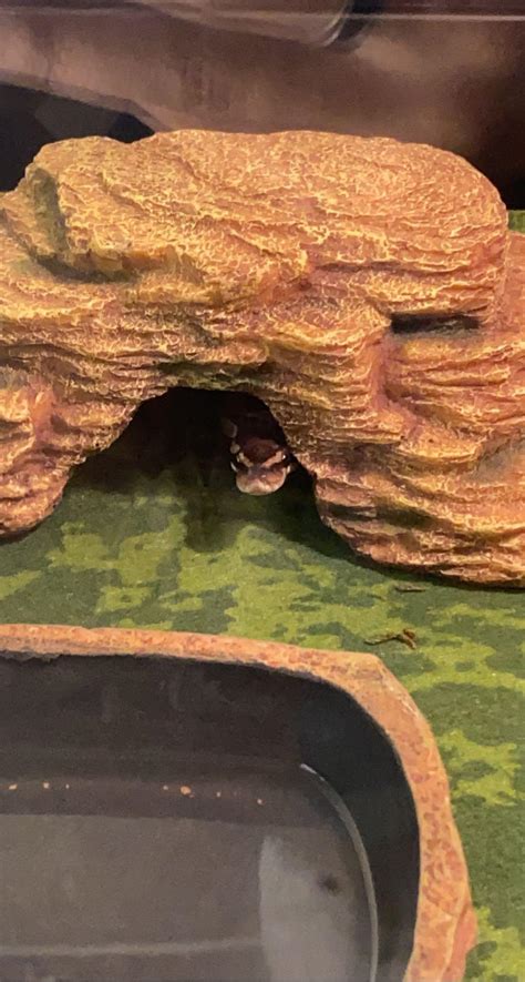 setsuna peeking out of her hide 🥰 r ballpython