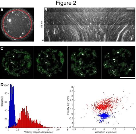 directed movement of actomyosin clusters upon atp dependent actomyosin