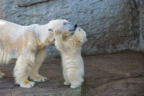 56 Un Bear Ably Cute Momma Bears Teaching Their Teddy Bears How To Bear Bored Panda