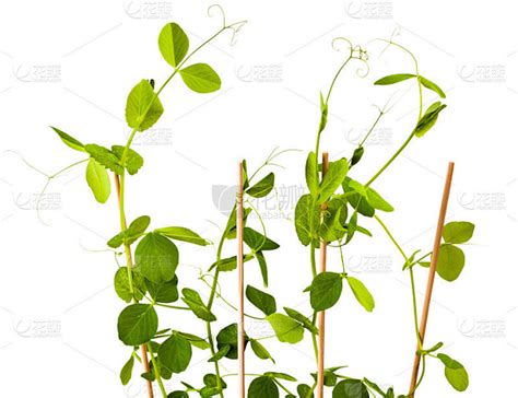 孤立在白色背景上的豌豆的绿色嫩芽