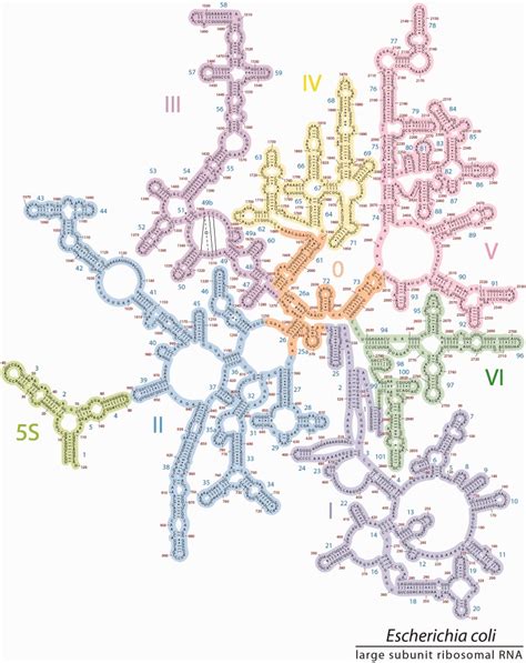 The 2° Structure3d The Revised 2° Structure Of The 23s And 5s Rrnas Of