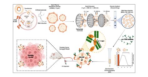 Cellular Membrane Derived Nanovesicles Expressing Hcd64 For Targeting