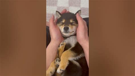 谁能拒绝睡着微笑的柴犬呢？柴犬 多巴胺 豆柴 抖音 柴犬可愛い Youtube
