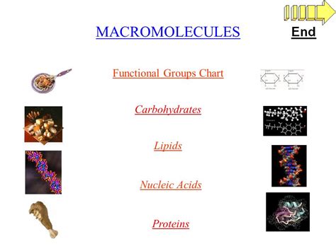 Macromolecules Chart