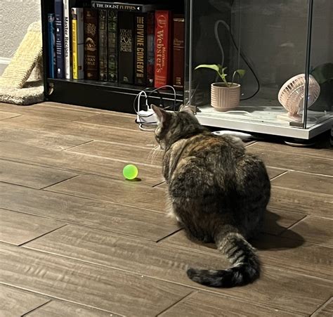 Lady Attis On Twitter RT Catbogausch