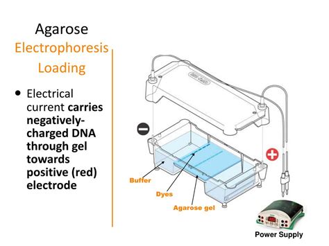 Ppt Restriction Digestion And Analysis Of Lambda Dna Powerpoint
