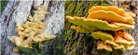 29 Common Mushrooms Found In Georgia 2024 Bird Watching Hq