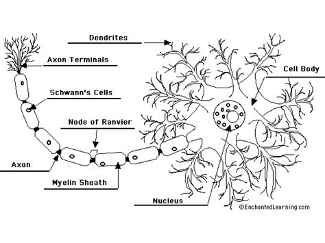 Chapter 13 The Nervous System Lesson 2 The Structure Of Nerves Ppt