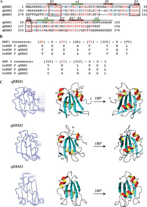 Figure 1 From Nmr Structure Of The Three Quasi Rna Recognition Motifs Qrrms Of Human Hnrnp F
