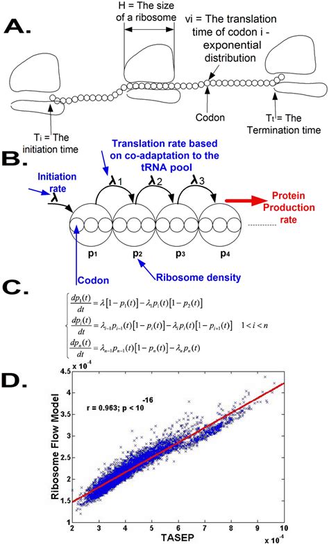 Basic Properties Of The Ribosome Flow Model Rfm A The Tasep Model Download Scientific