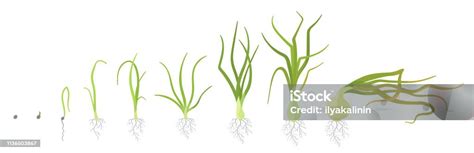 양파의 작물 단계 성장 하는 양파 식물 전구 수명 주기 수확 성장 생물학 알리 움 벡터 평면 그림입니다 양파에 대한 스톡 벡터 아트 및 기타 이미지 Istock