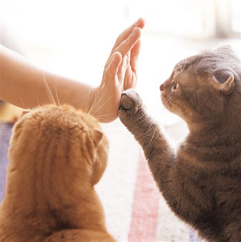 写真210｜写真集『ねこのおてて』まるでクリームパンのような、40匹を超える猫の手を特集 ファッションプレス