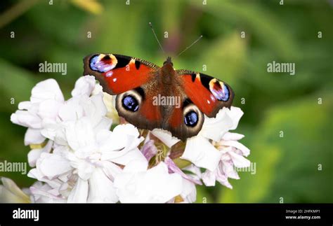 A European Peacock Butterfly Aglais Io Resting With Open Wings On A