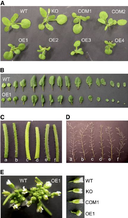 Subcellular Localization Of Pplaiii B Download Scientific Diagram