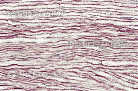 Photograph Ls Myelinated Nerve Fibers Science Source Images