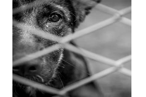 El Acusado De Abusar Sexualmente De Un Perro Enfrentará Una Causa Por