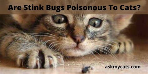 Are Stink Bugs Poisonous To Cats Can Cats Eat Stink Bugs