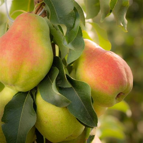 Happiness Makes For A Pear Fect Collaboration Vineland Research And