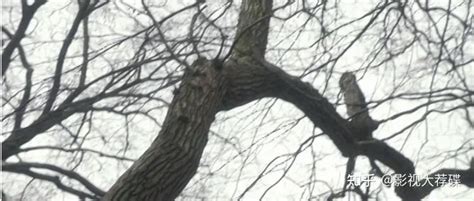 女性瘾者一场关于欲望权力与自我救赎的荒诞史诗 知乎