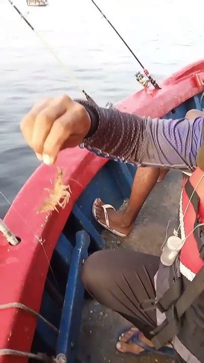 Como Iscar Camarão Vivo Pesqueeplante Youtube