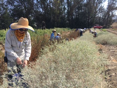 Native Seed Farm Irvine Ranch Conservancy