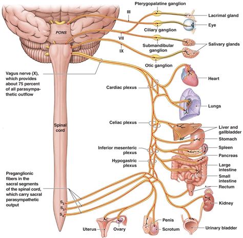 This Is What Your Brain Looks Like During An Orgasm Vox
