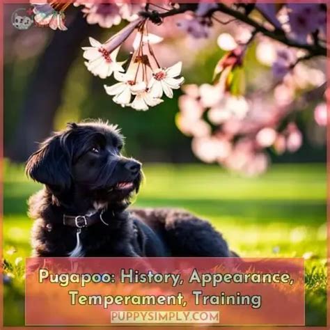 Pugapoo History Appearance Temperament Training