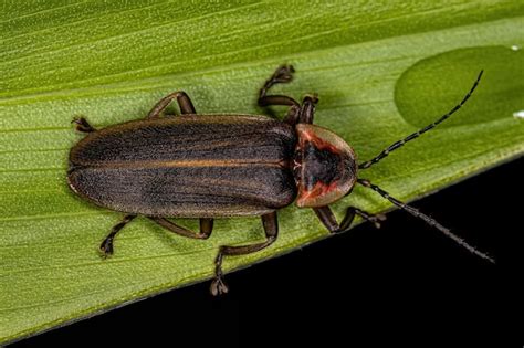 Premium Photo Adult Firefly Beetle