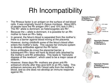 Ppt Immunogenetics Powerpoint Presentation Free Download Id344770