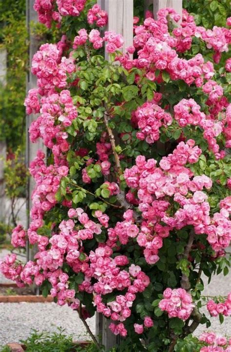 Роза — колючая королева! | Climbing roses, Beautiful flowers, Flower garden