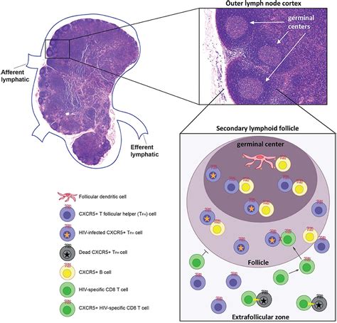 Secondary Follicle Lymph Node