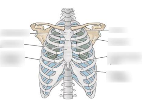 THORAX DIAGRAM Diagram Quizlet