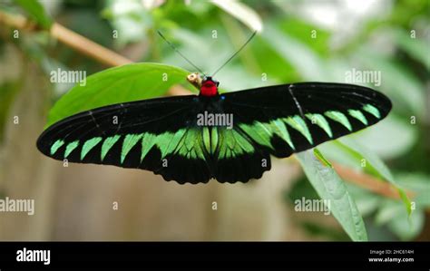 Green Butterfly Species