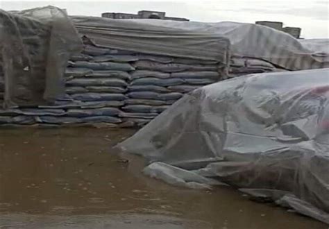 آغاز توزیع برنج دولتی از 4 فروردین ماه در اصفهان تسنیم